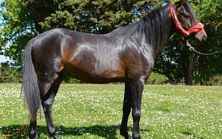 نژادهای اسب ایرانی